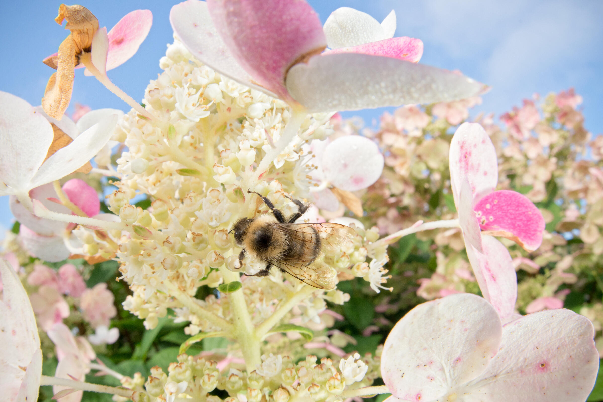 Meet the Pollinators | University of Minnesota Landscape Arboretum